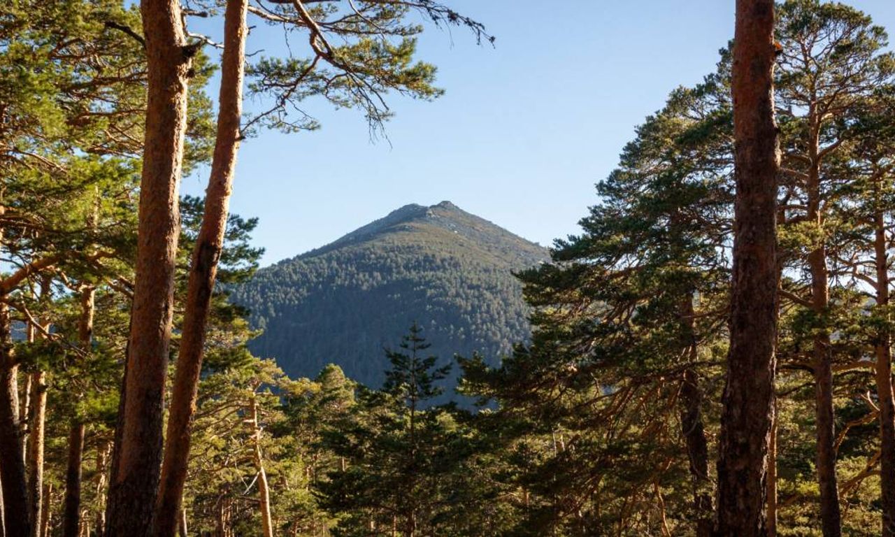 The Green Project: Implementation of Transgenic Forests in Segovia